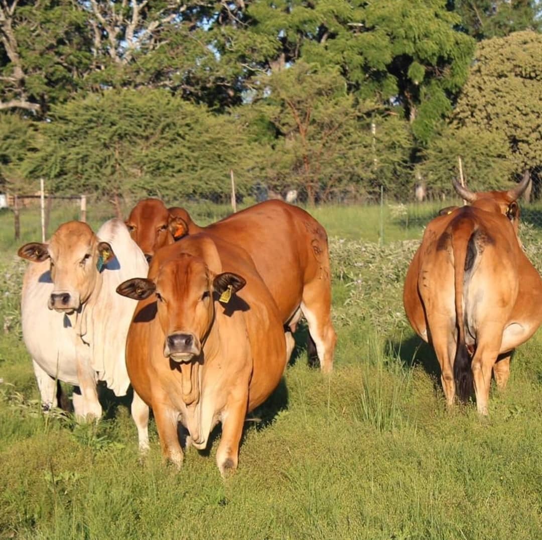 Panganayi BORAN STUD | Zimbabwe's Premier Boran Cattle Specialists